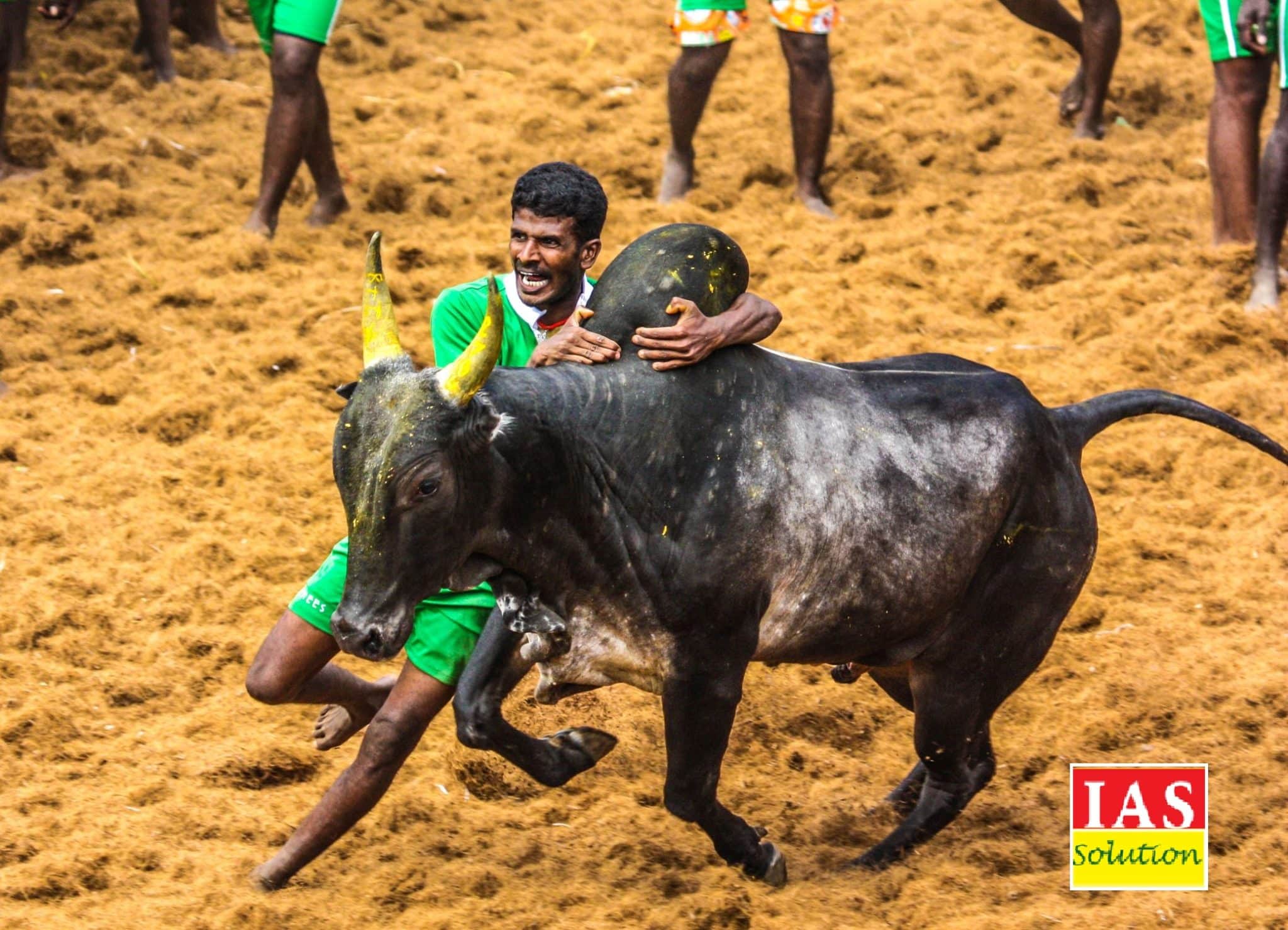 Jallikattu – Everything you know about - IASSolution
